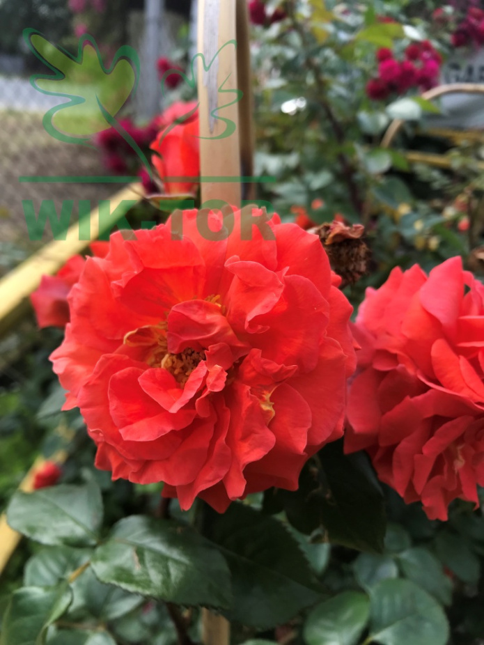 Róża pnąca Naranga® - Ogrodniczy sklep internetowy WIK-TOR